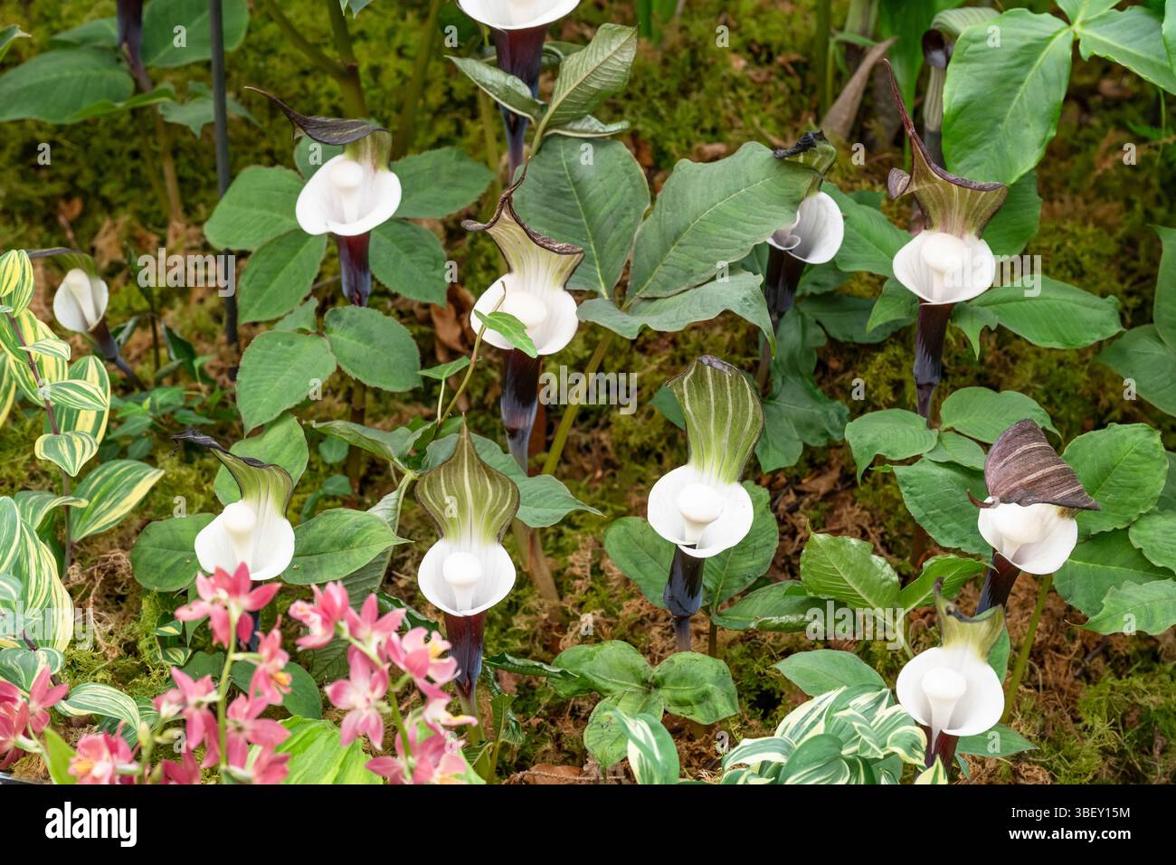 Japanese cobra lily hi-res stock photography and images - Alamy