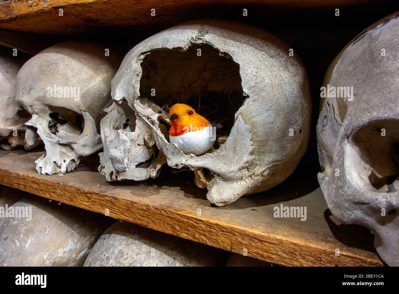 A shelf of human skulls, with a toy bird in a nest placed inside one of ...