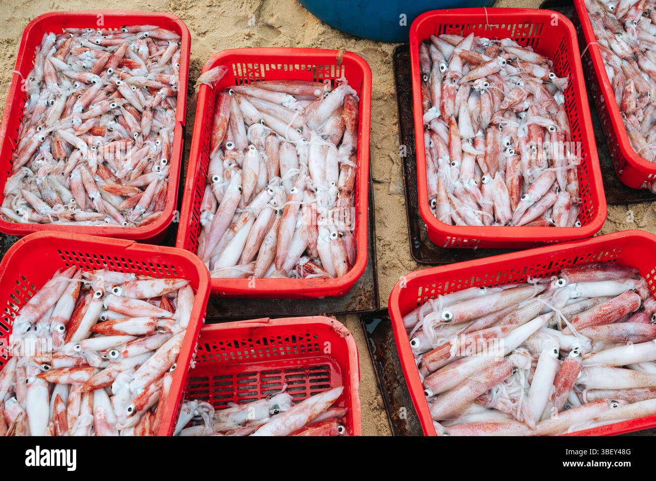 catch of fresh squid in containers at Vietnamese seafood market in ...