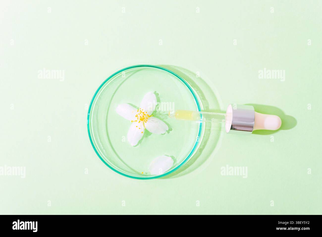 Dropper pipette and petri dish with jasmine flower and drops of oil on ...