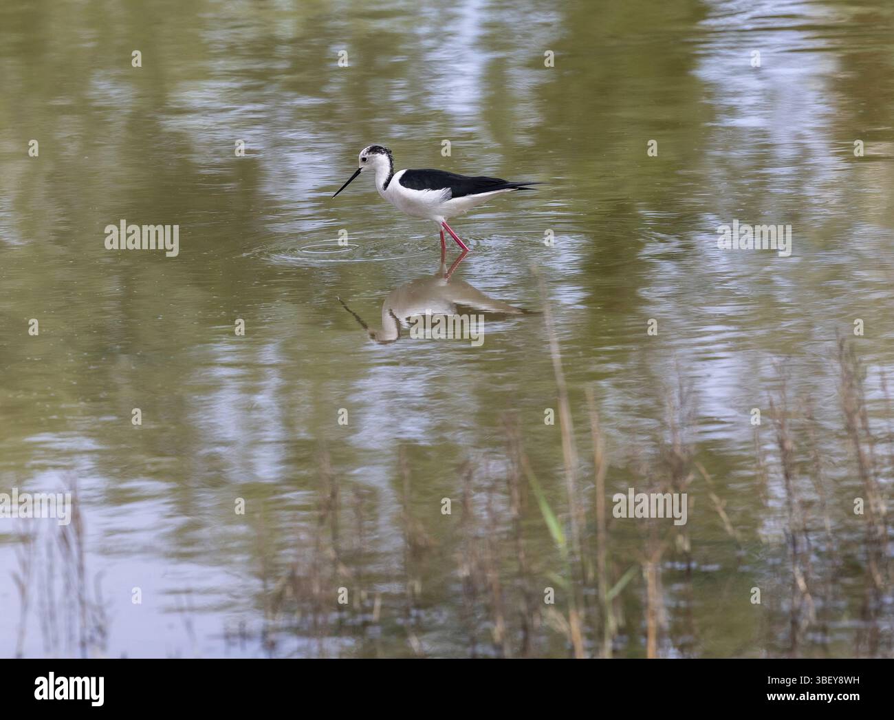 The black-winged stilt (Himantopus himantopus) is a widely distributed ...