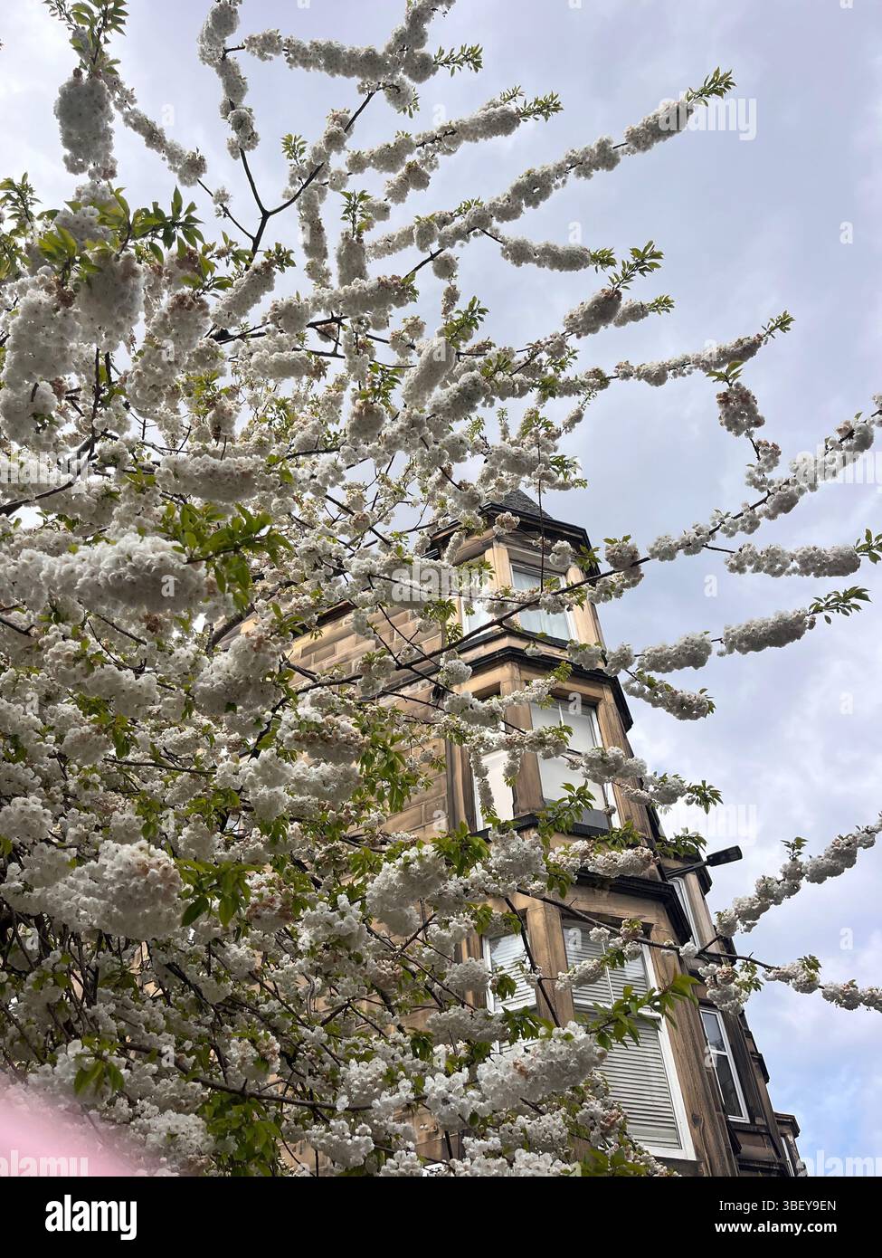 An aesthetic photo of a cherry blossom tree in Spring in Edinburgh ...