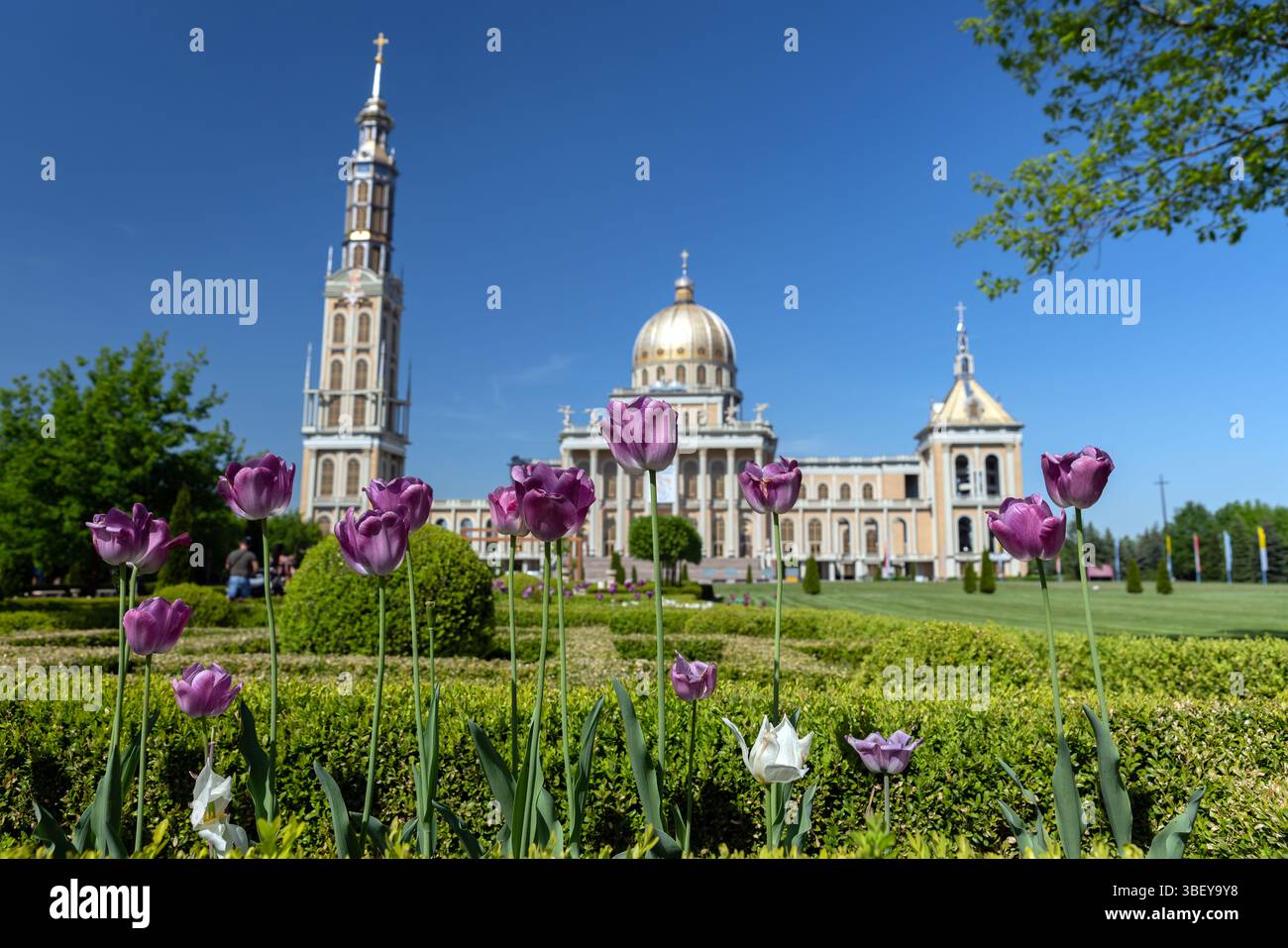 Licheń, Greater Poland; Tulipa L.; Purple tulips in the park in front ...