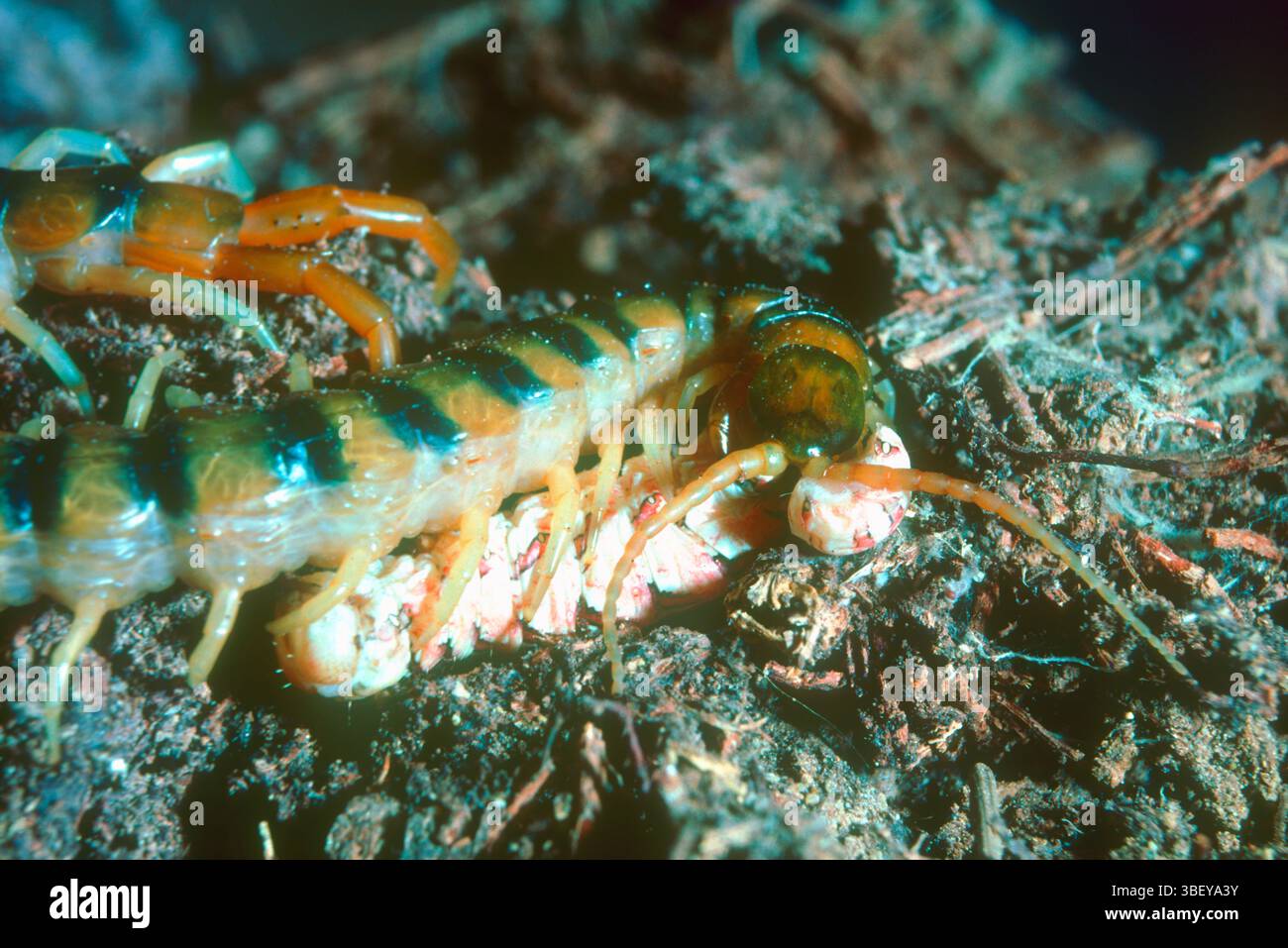 Megarian Banded Centipede (Scolopendra cingulata, Scolopendra ...