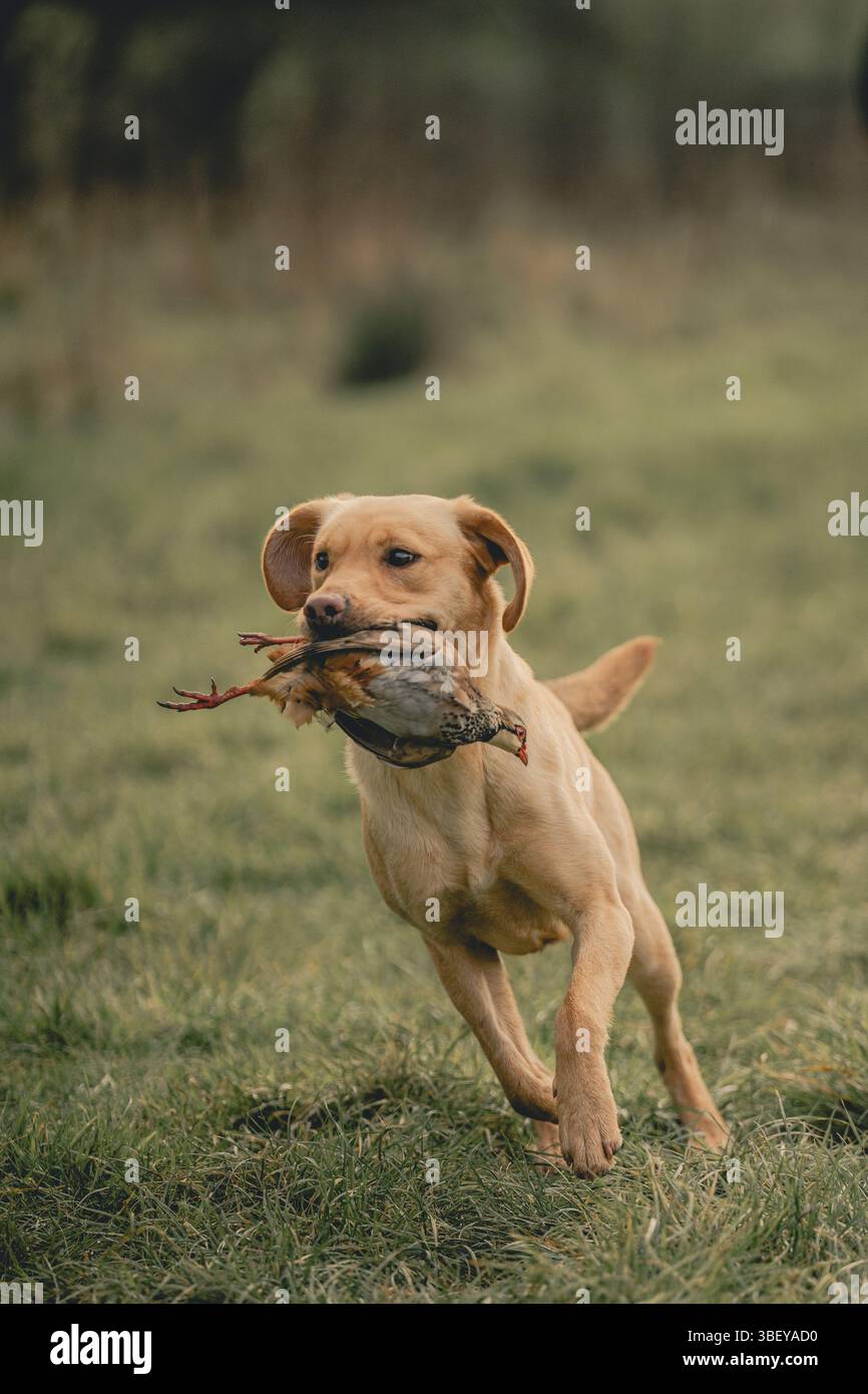 Red Labrador with a partridge running Stock Photo - Alamy