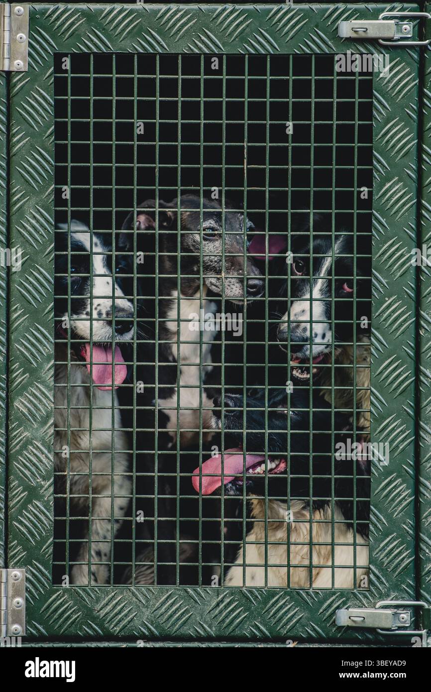 gun dogs in a cage on a pickup truck Stock Photo - Alamy