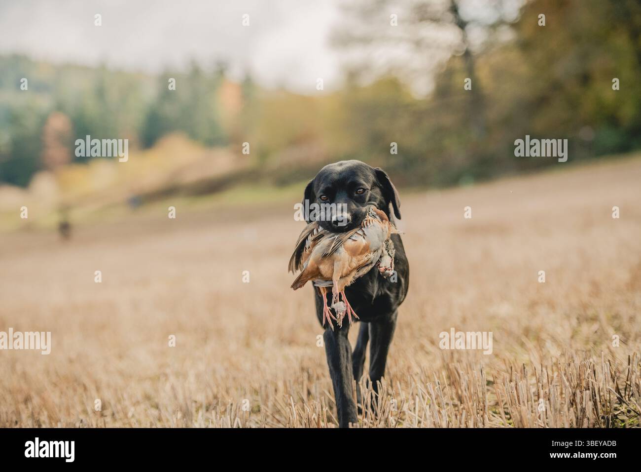 A black labrador with a partridge in its mouth on a pheasant shoot in ...