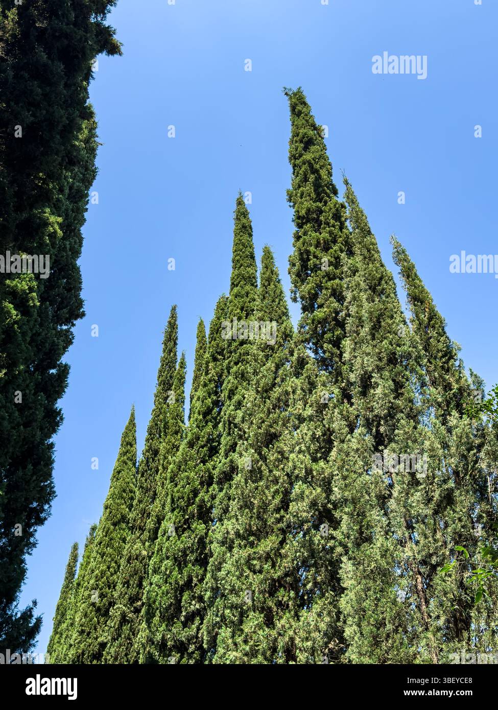 Tall cypress trees with dense green foliage reaching into clear blue sky, vertical composition ...