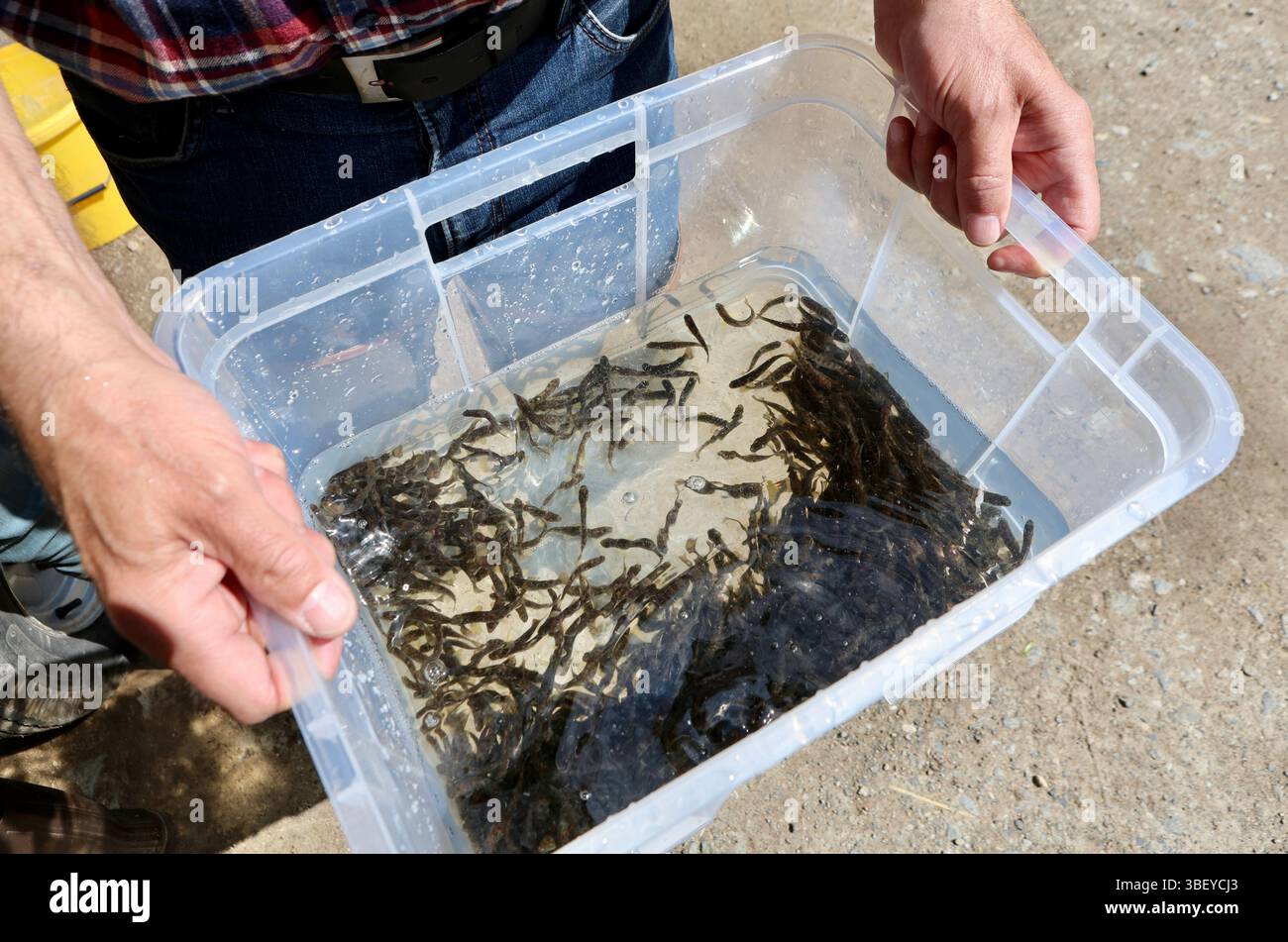 30 May 2025, Saxony-Anhalt, Wernigerode: Young Harz brown trout swim in ...