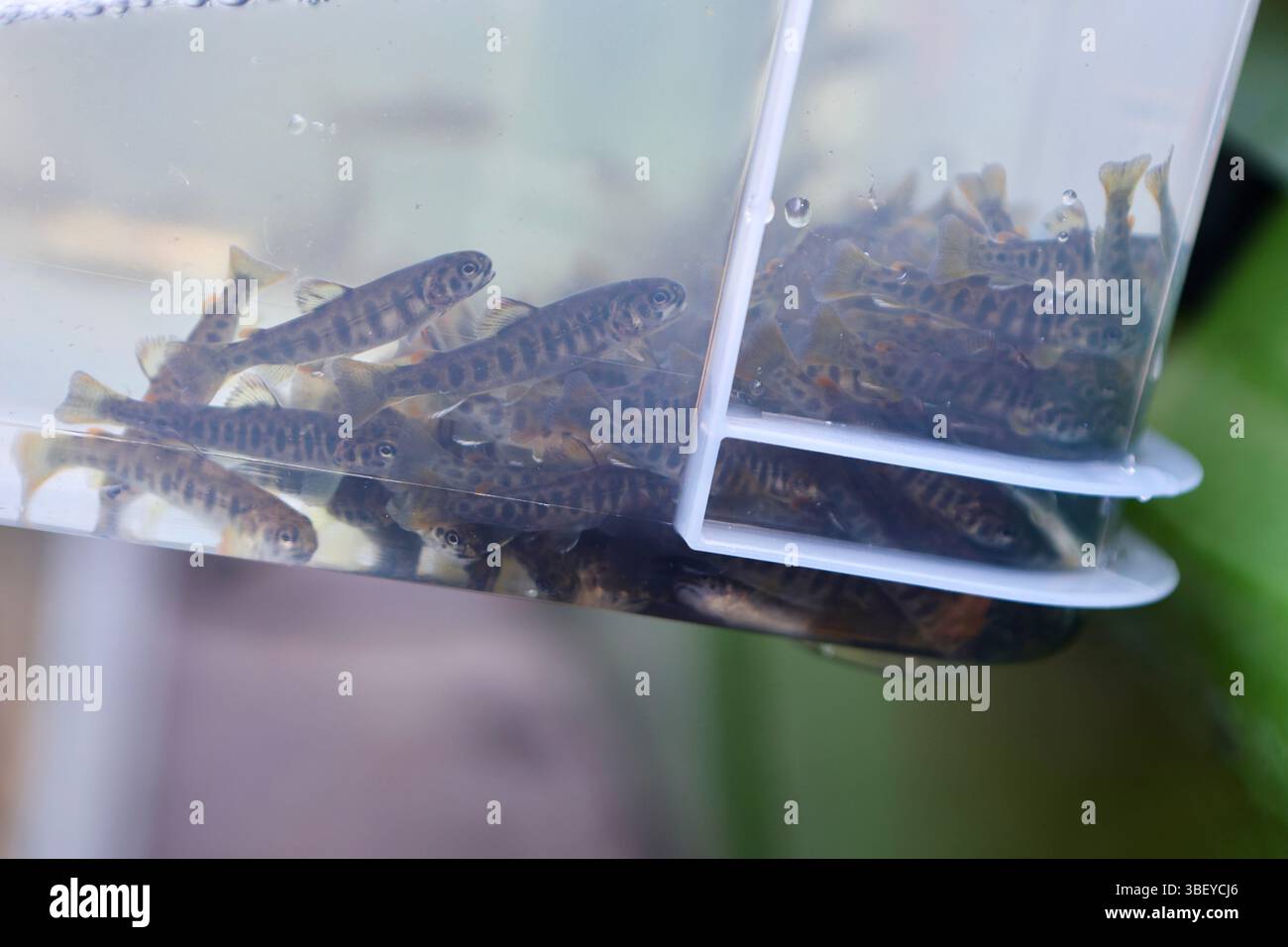 Wernigerode, Germany. 30th May, 2025. Young Harz brown trout swim in a ...