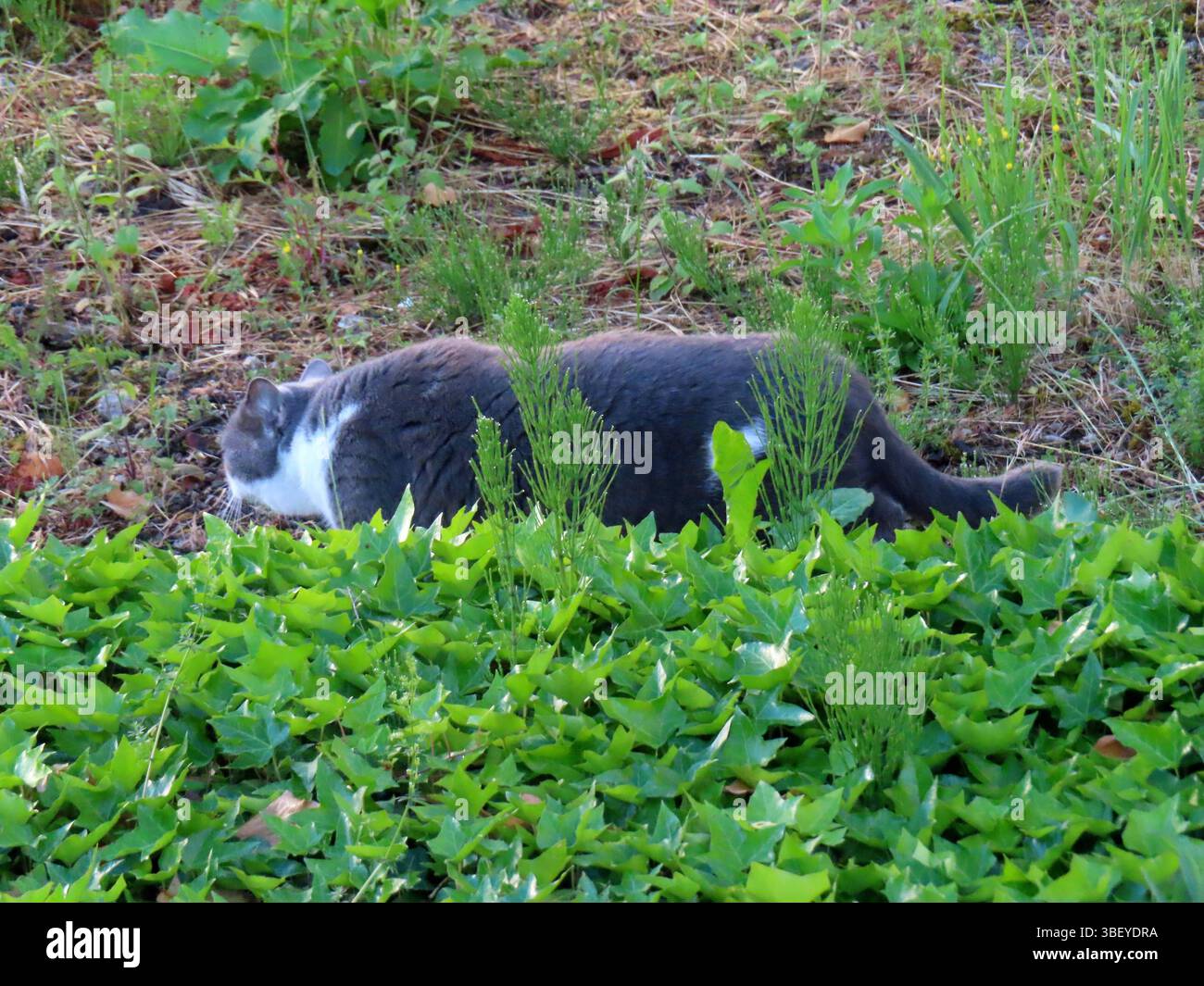 nicht interessant genug...Abgang... Katze in Grau dreht ab *** not ...