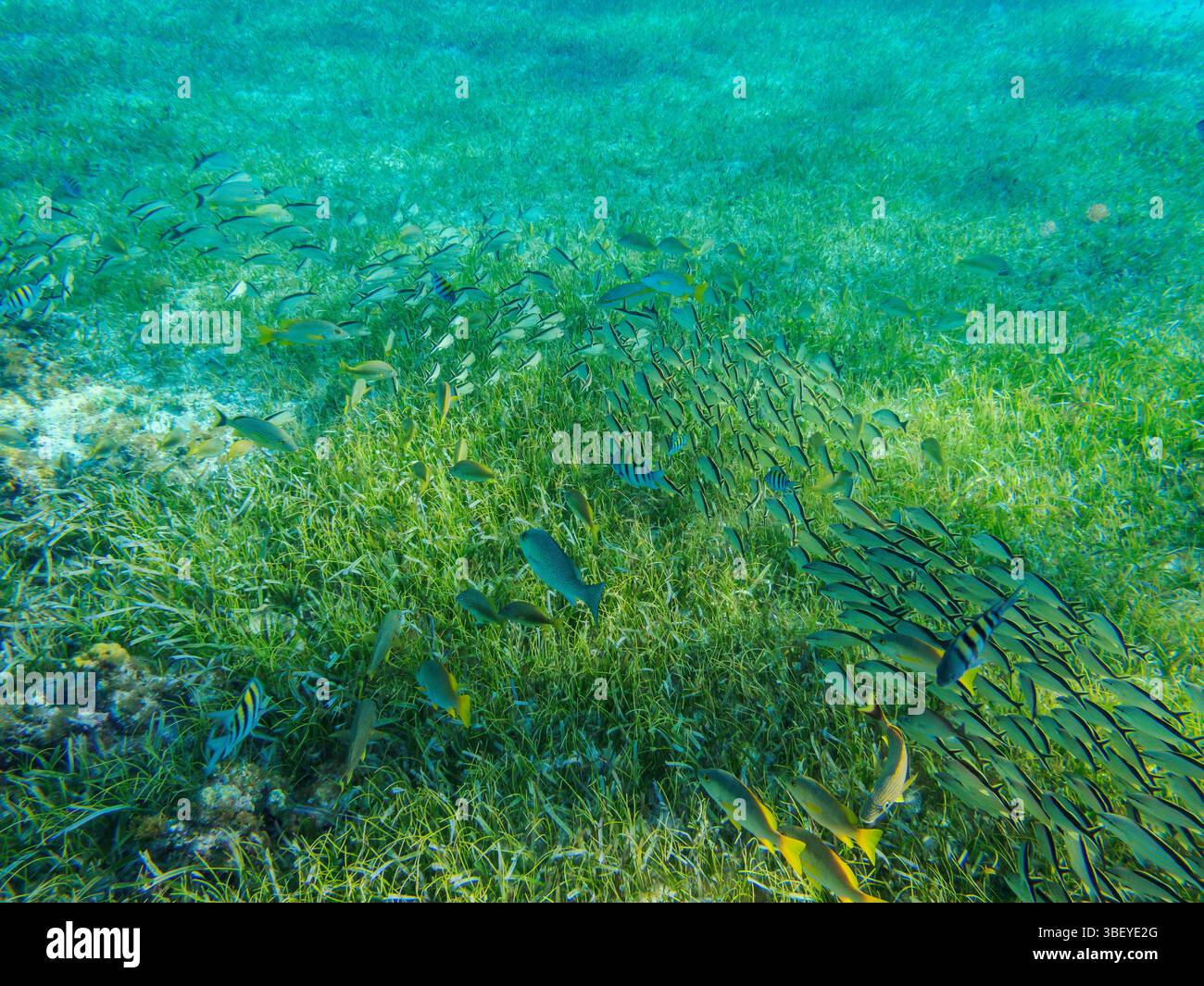 Underwater photo taken during the Palancar Gardens, El Cielito and ...