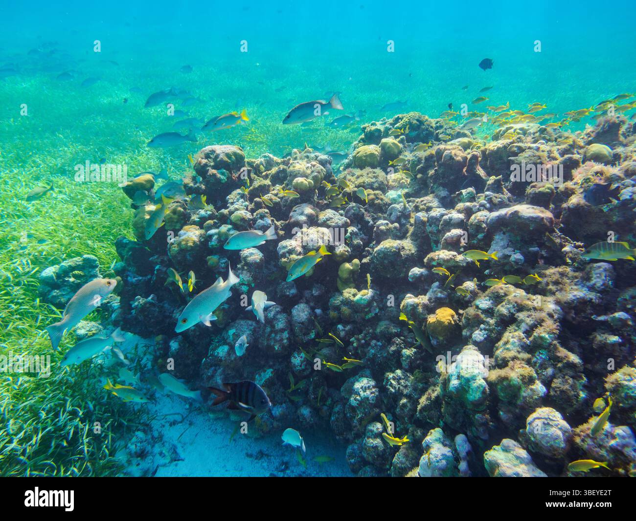 Underwater photo taken during the Palancar Gardens, El Cielito and ...
