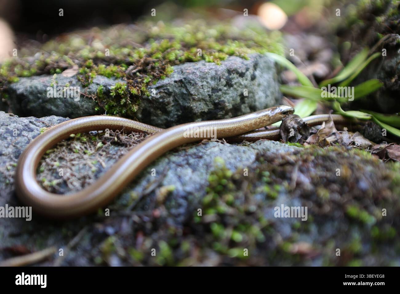 Wernigerode, Germany. 30th May, 2025. A slow worm moves along a body of ...