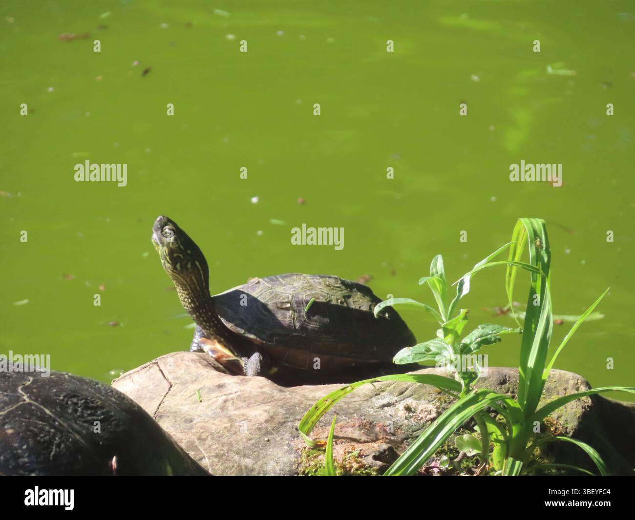 ...eine junge Schmuckschildkroete sonnt sich auf einem Baumstamm ...