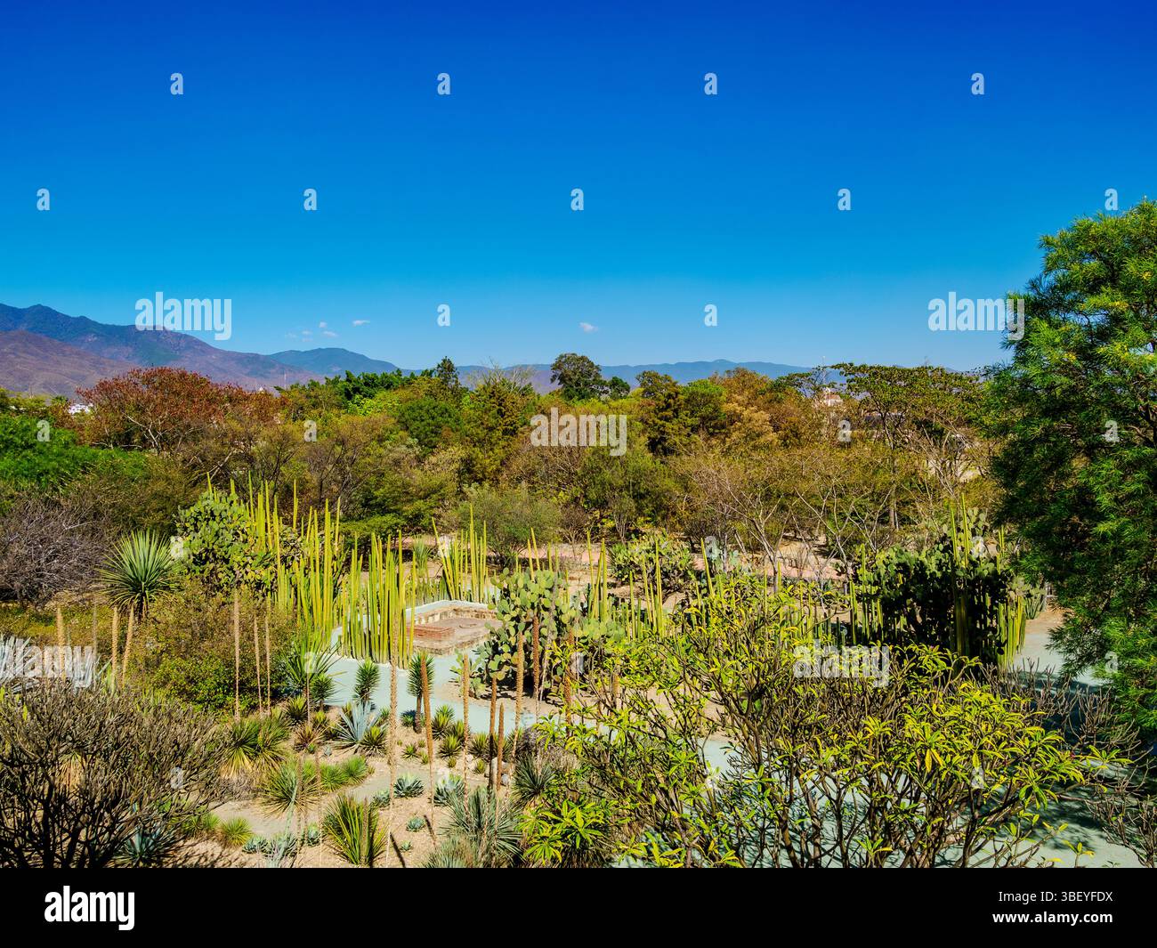 Oaxaca Ethnobotanical Garden by The Church and Convent of Santo Domingo ...