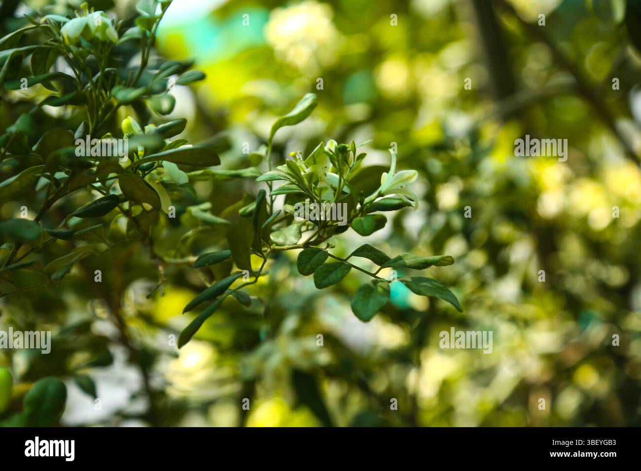 Fragrantful orange jessamine (Kamini) white flowers on the green tree ...