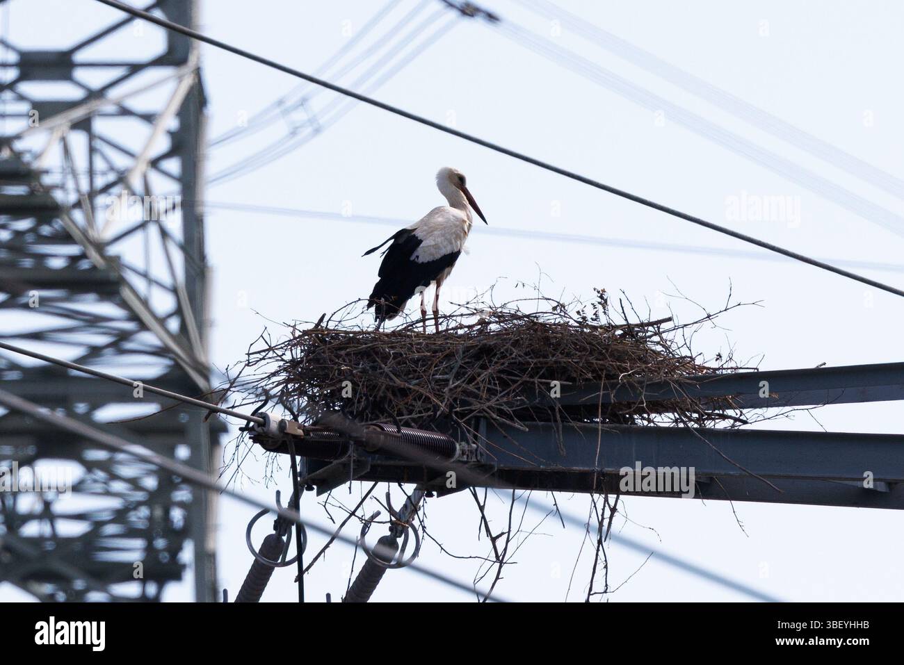 Nahe Diedenbergen, Germany. 30th May, 2025. A stork sits in its nest ...