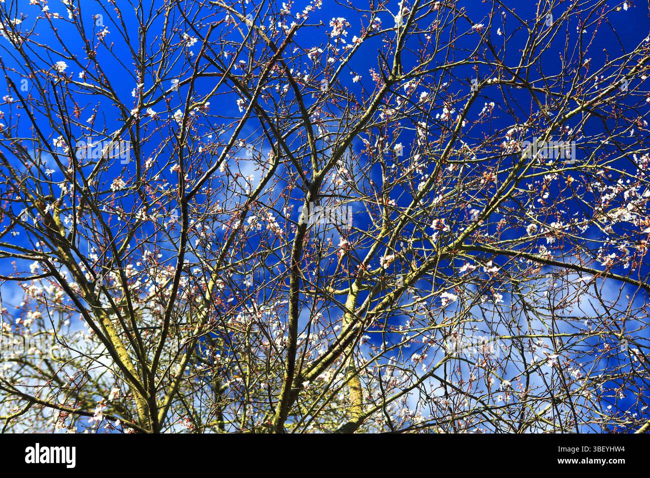 Early spring blossom, Norfolk Broads, Norfolk Stock Photo - Alamy