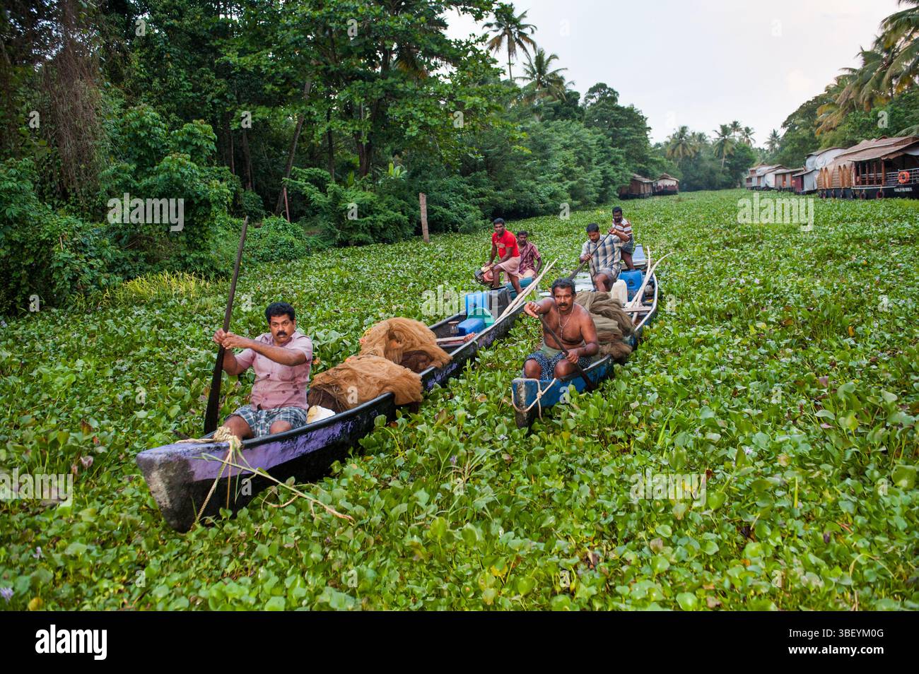 Dugout canoes among water hyacinth (Eichhornia crassipes) in a canal of ...