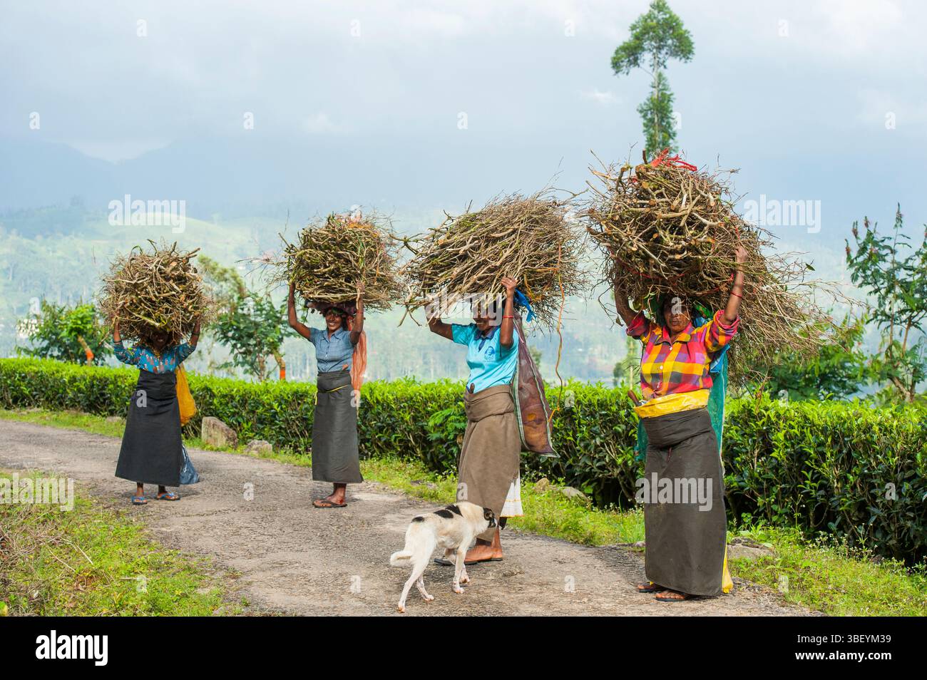 Women carrying wooden bundles on head in tea plantation around the ...