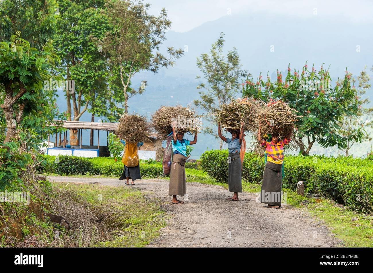 Women carrying wooden bundles on head in tea plantation around the ...