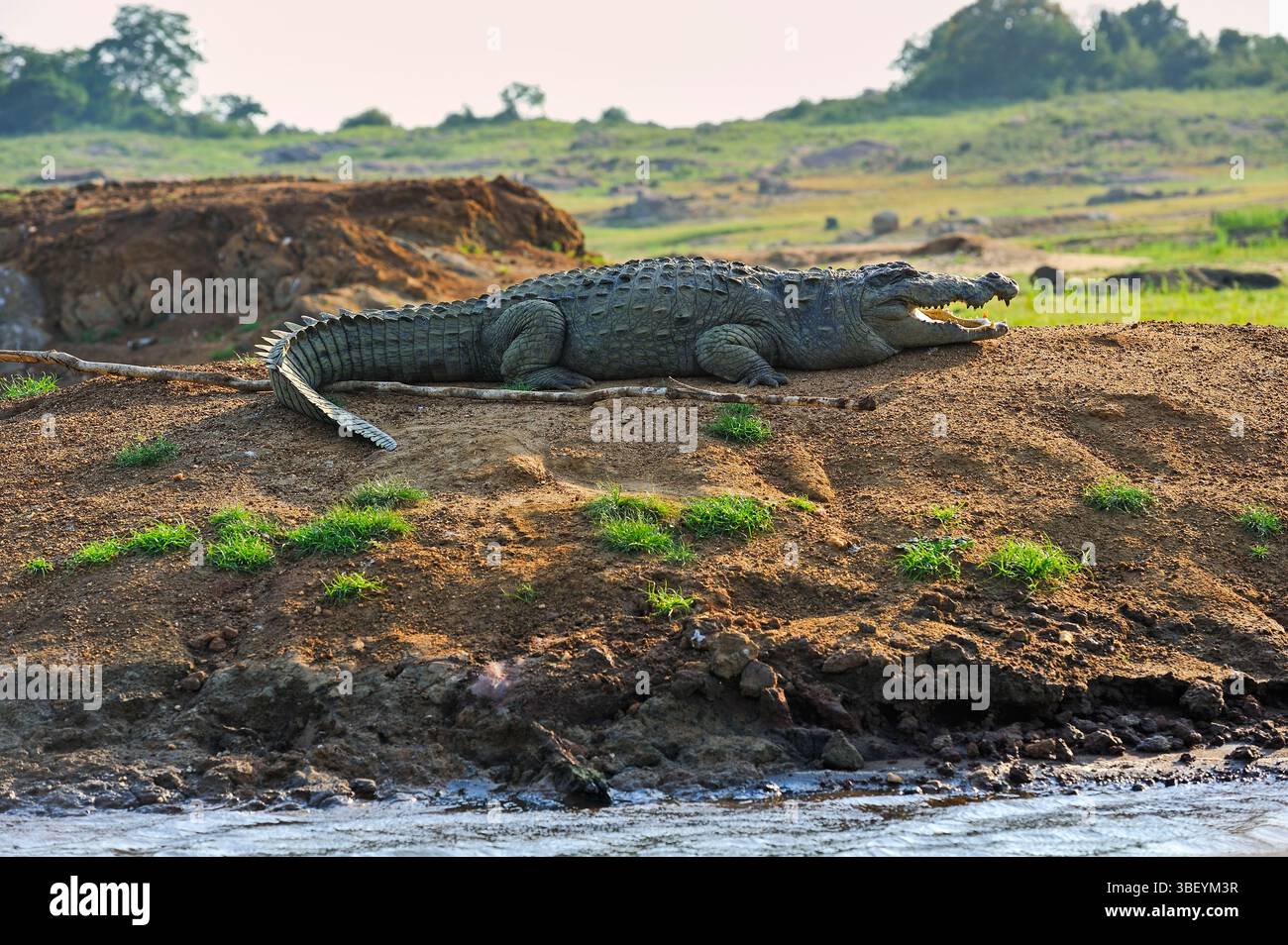 Mugger crocodile (Crocodylus palustris) by the Senanayake Samudraya ...