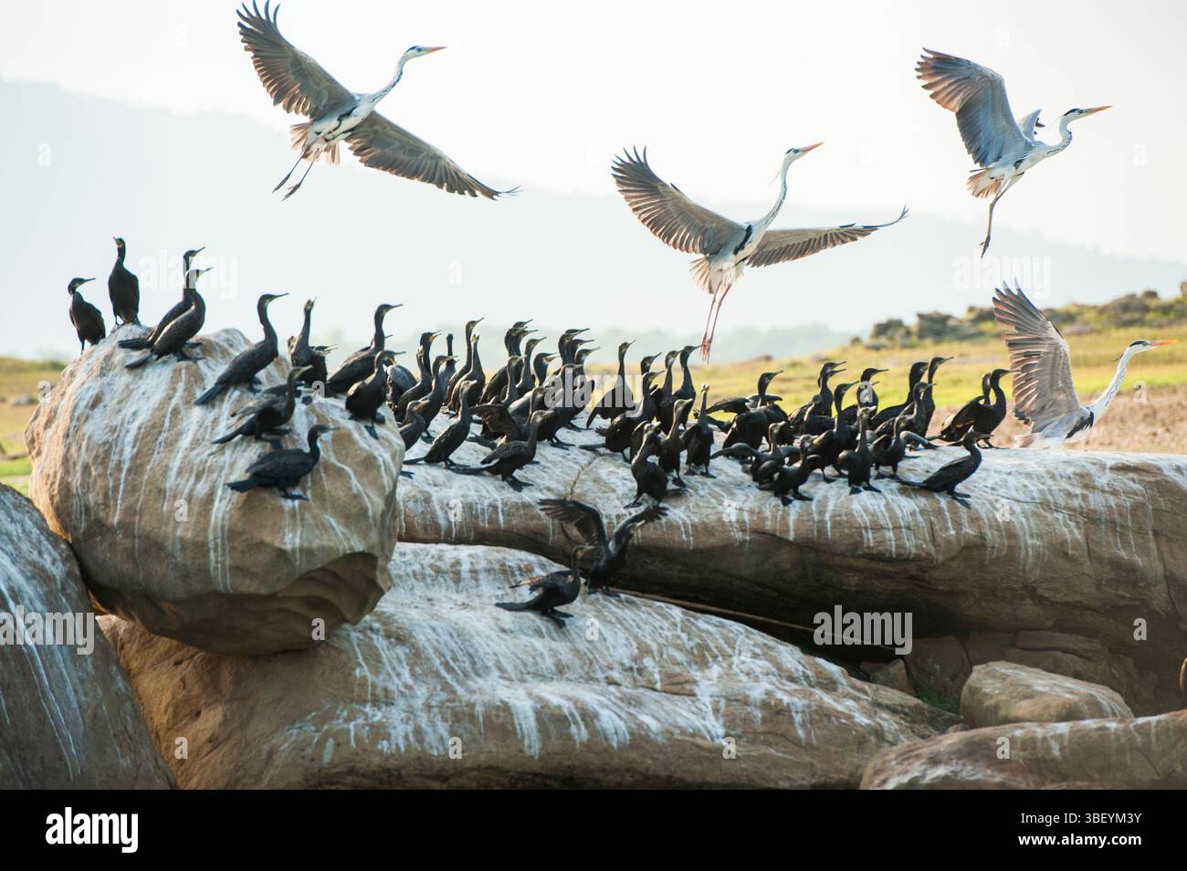 Indian cormorant (Phalacrocorax fuscicollis) and grey heron (Ardea ...