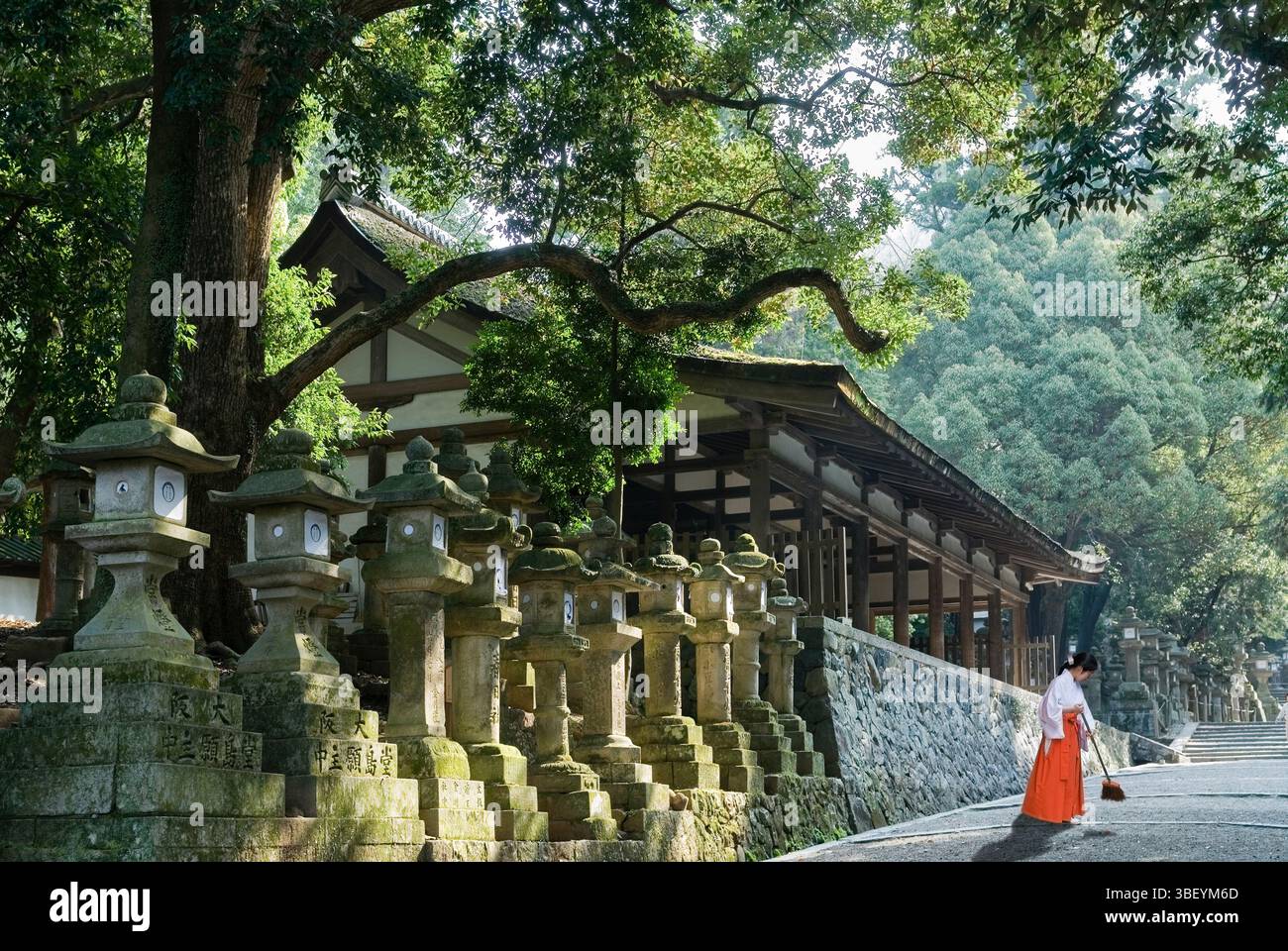 Miko or shrine maiden (Young women serving in a Shinto shrine) at ...