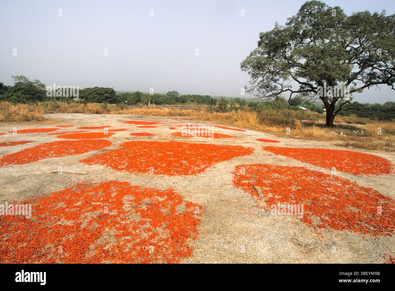Red chilli peppers drying, Benin, Africa Stock Photo - Alamy