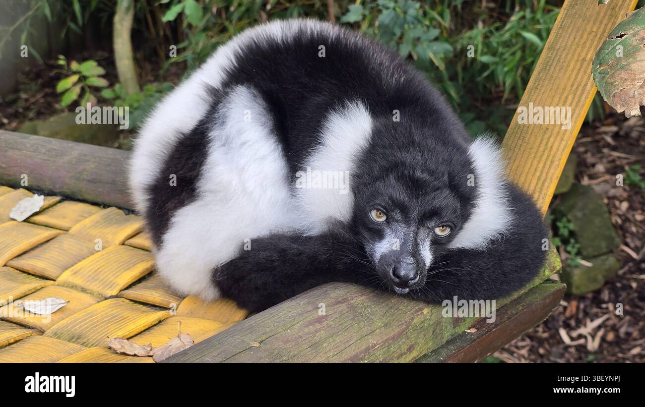 Black and White Ruffled Lemur (Varecia variegata), Hertfordshire Zoo ...