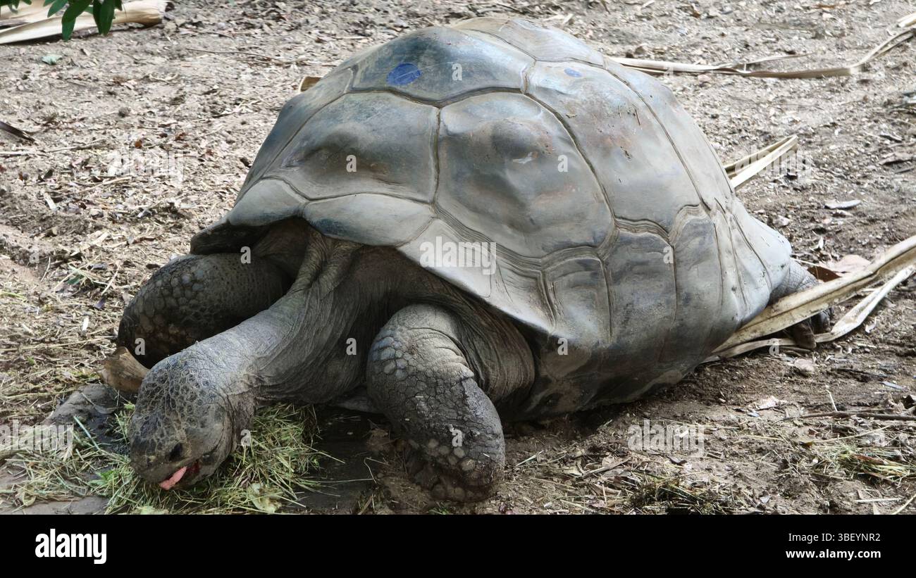 Giant Tortoise, London Zoo, United Kingdom Stock Photo - Alamy