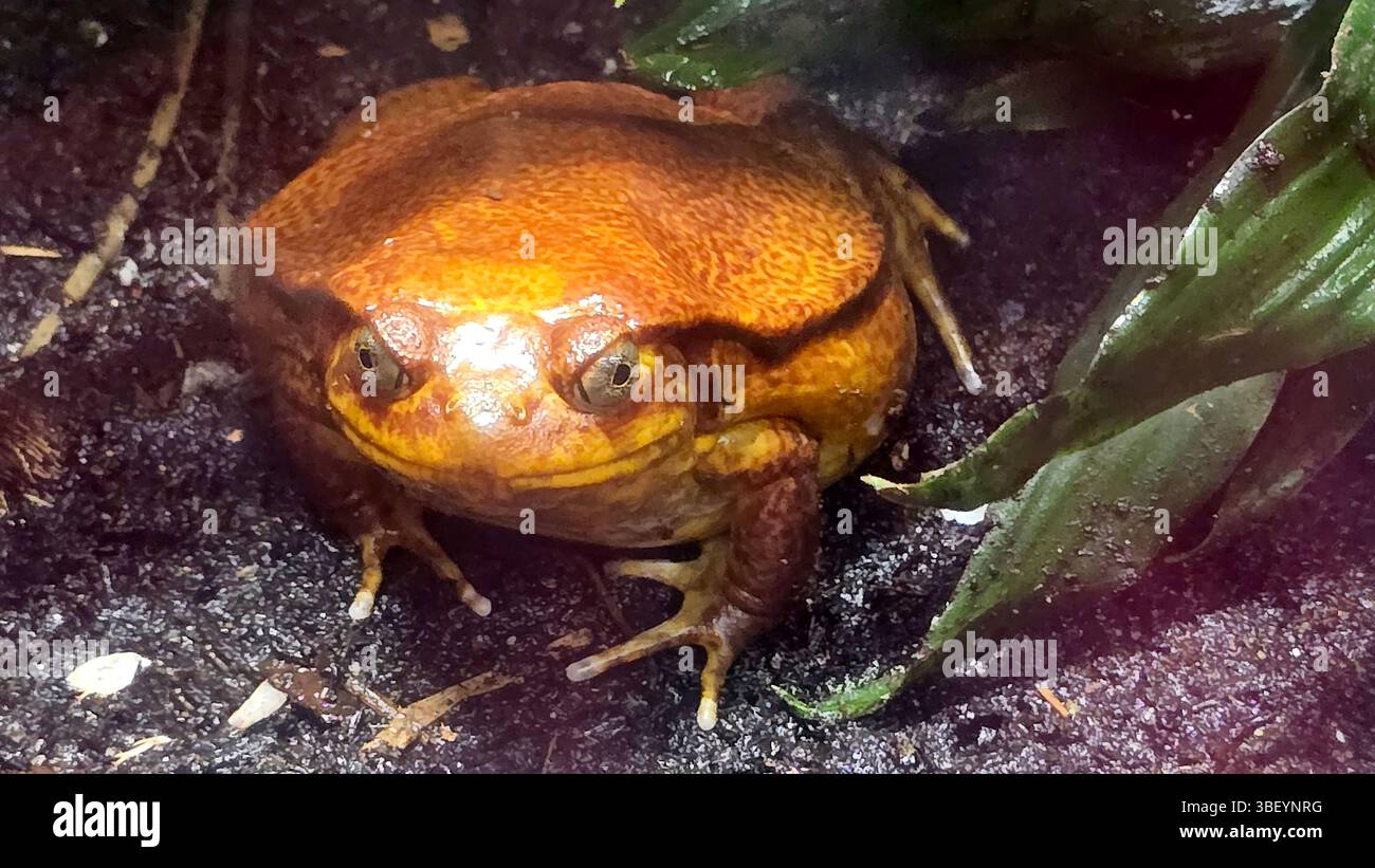 Tomato Frog, Tampa Zoo, United States of America Stock Photo - Alamy