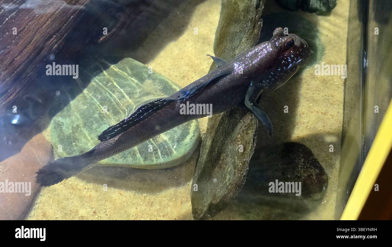 Mudskipper, Tampa Aquarium, United States of America Stock Photo - Alamy