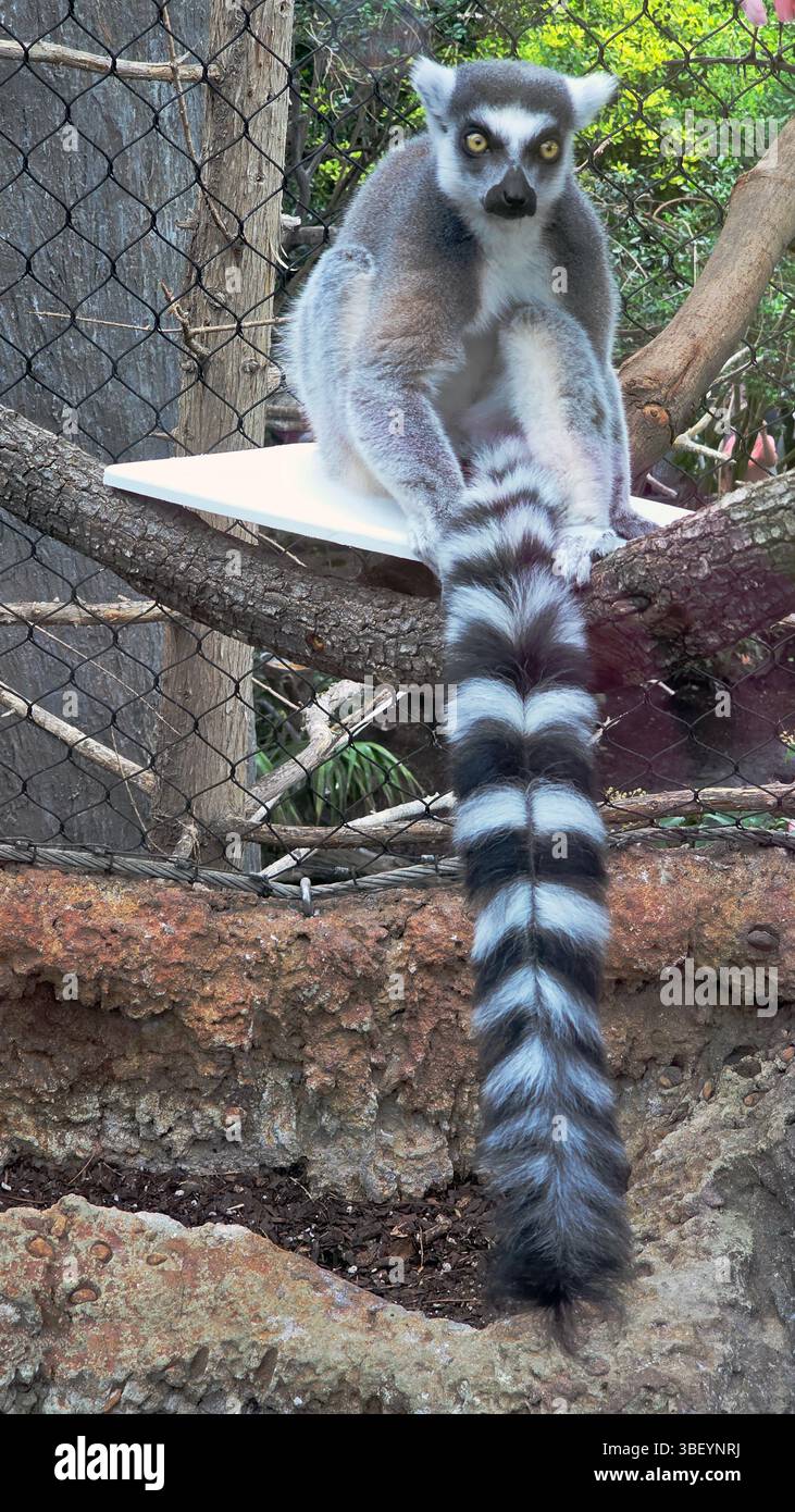 Ring-tailed Lemur, Tampa Aquarium, United States of America Stock Photo ...