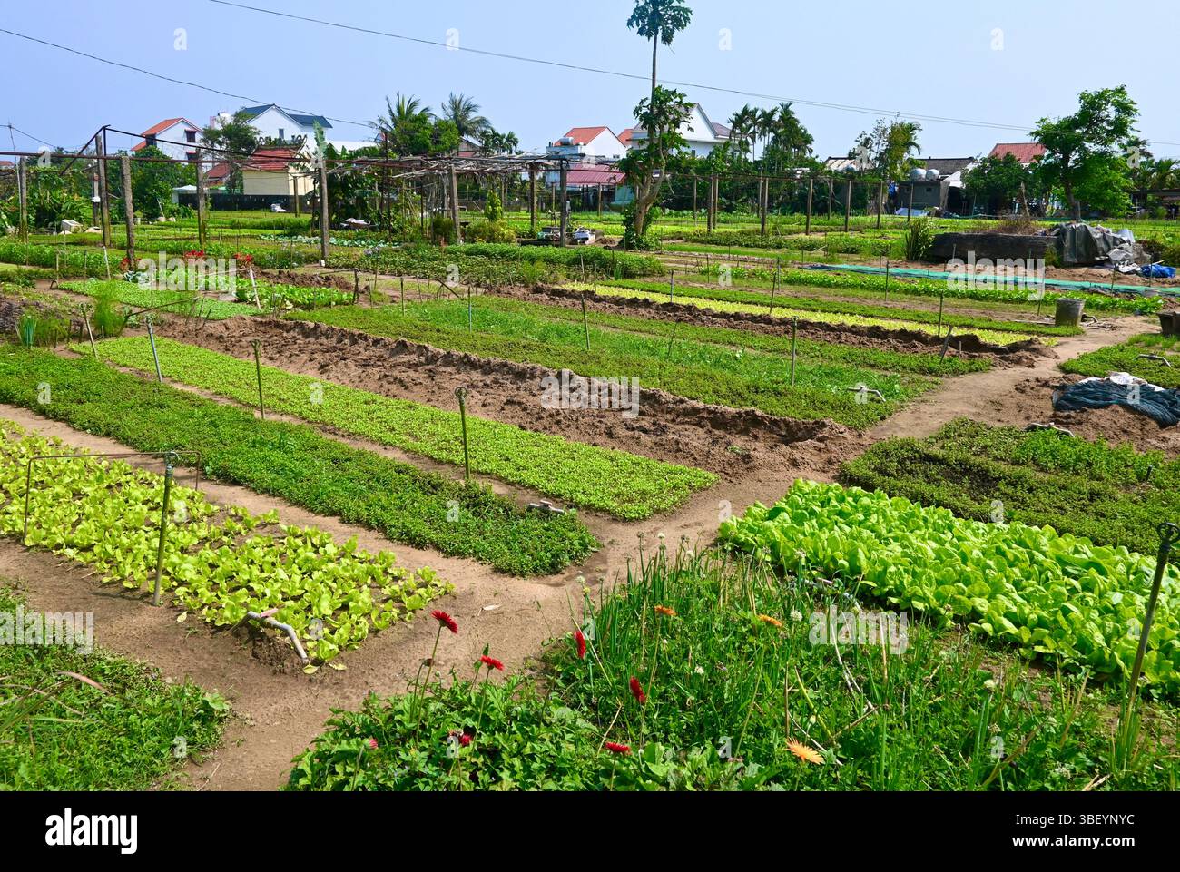 Tra Que Village herb garden, Japan Stock Photo - Alamy