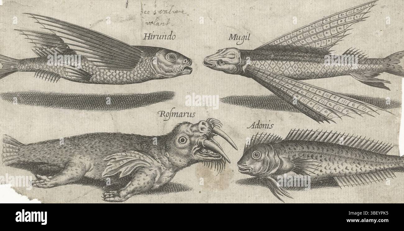 Flying knorhaan hi-res stock photography and images - Alamy