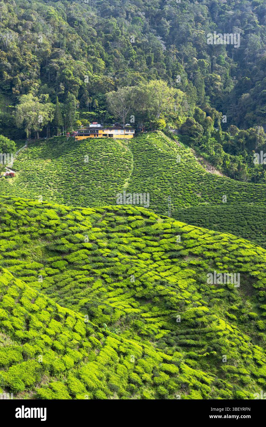 Cameron Valley tea plantation, Cameron Highlands, Pahang, Malaysia ...