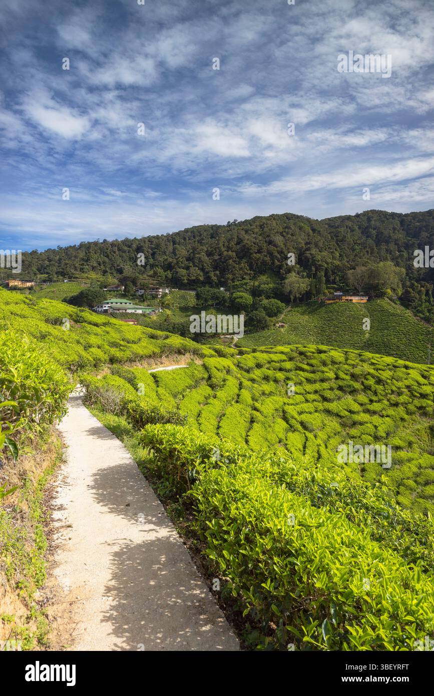 Cameron Valley tea plantation, Cameron Highlands, Pahang, Malaysia ...