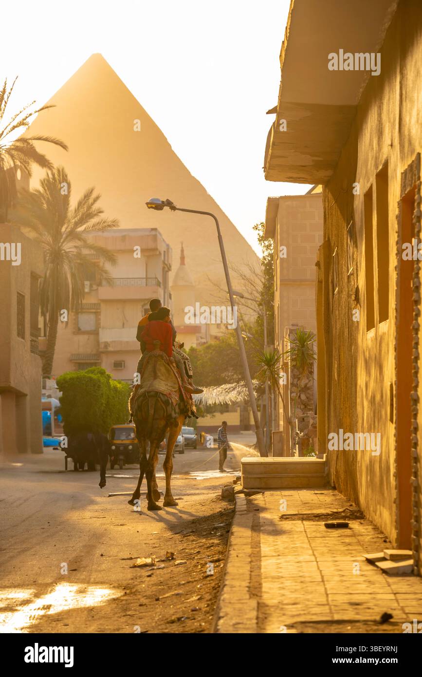 View of Giza Pyramid and camel in Cairo backstreet during golden hour ...