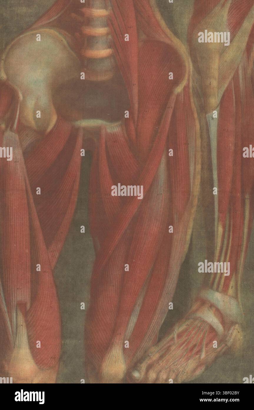 Gautier, Jean-Baptiste, Essai d'anatomy and tableaux imprimés: Figure ...