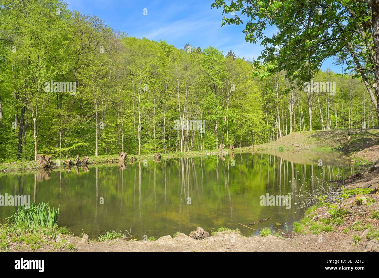 Teich im Adamstal, Kesselbach, Buchenwald im Taunus nördlich Wiesbaden ...