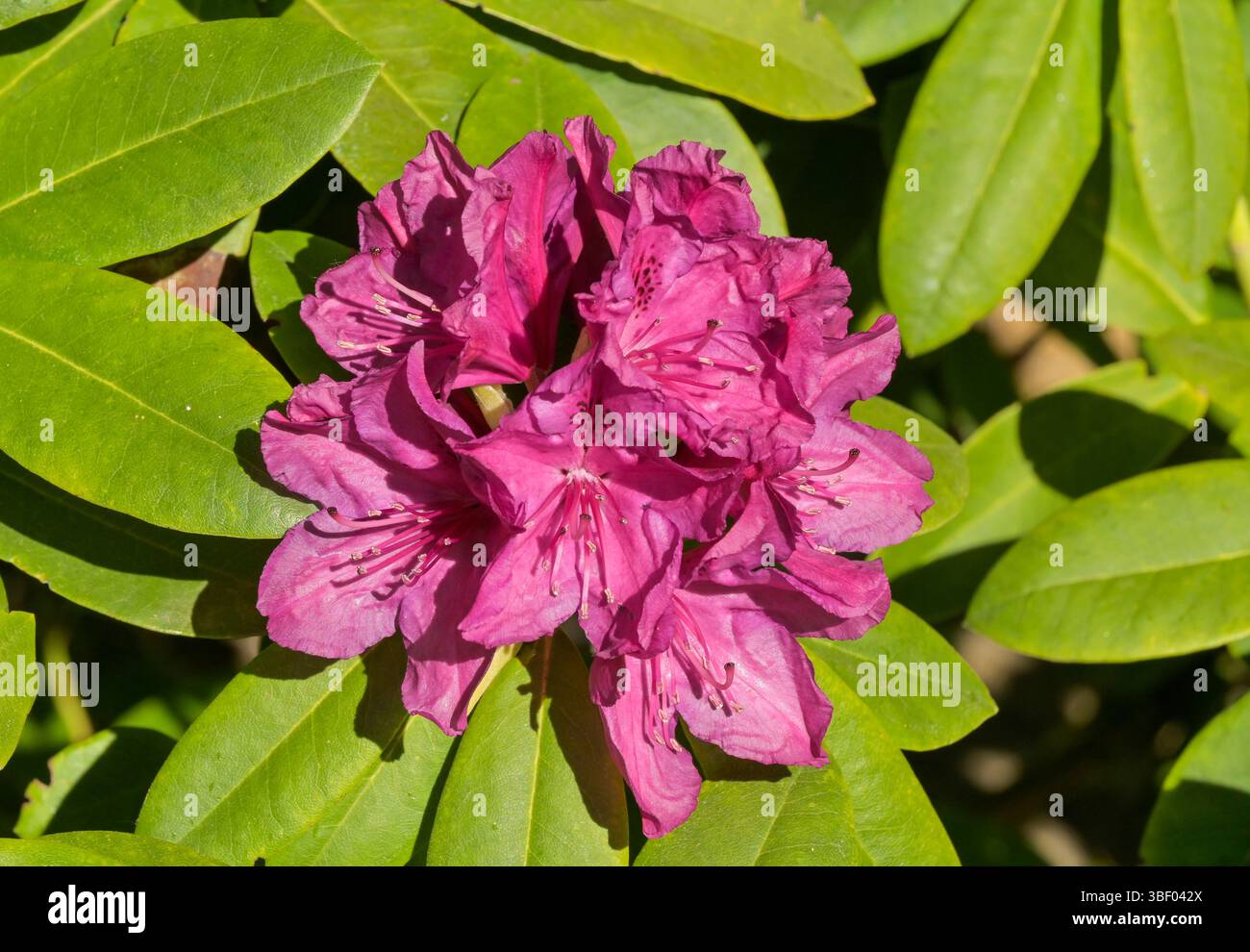 Rote Blüte, Busch Rhododendron *** Red flower, bush rhododendron Stock ...