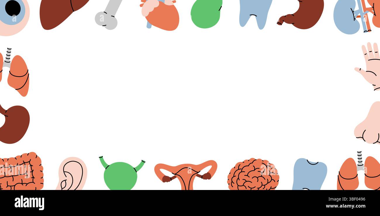 Human organs horizontal outline banner. Heart, kidneys, gallbladder ...