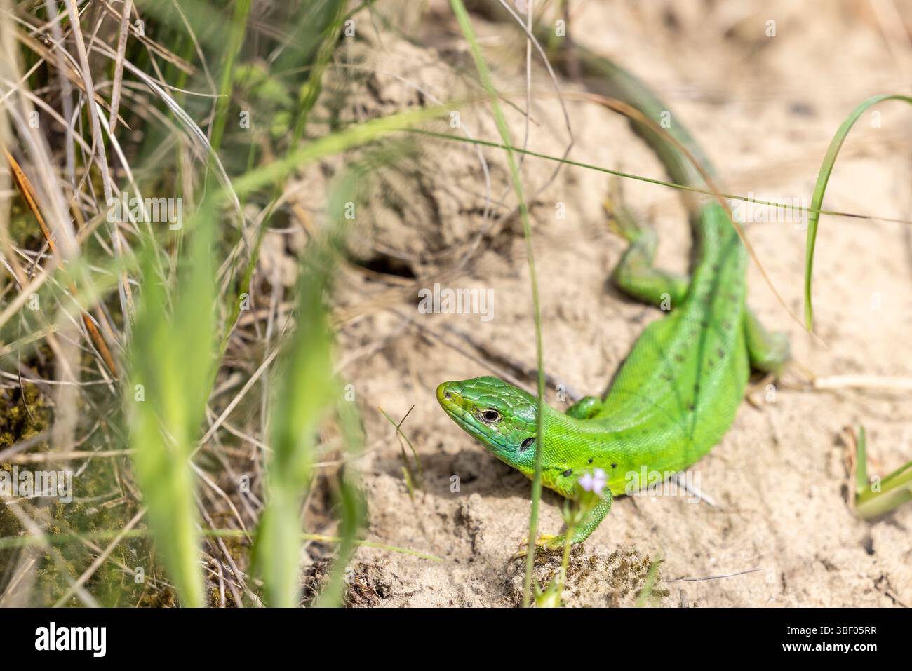 Male western green lizard hunting (Lacerta bilineata Stock Photo - Alamy