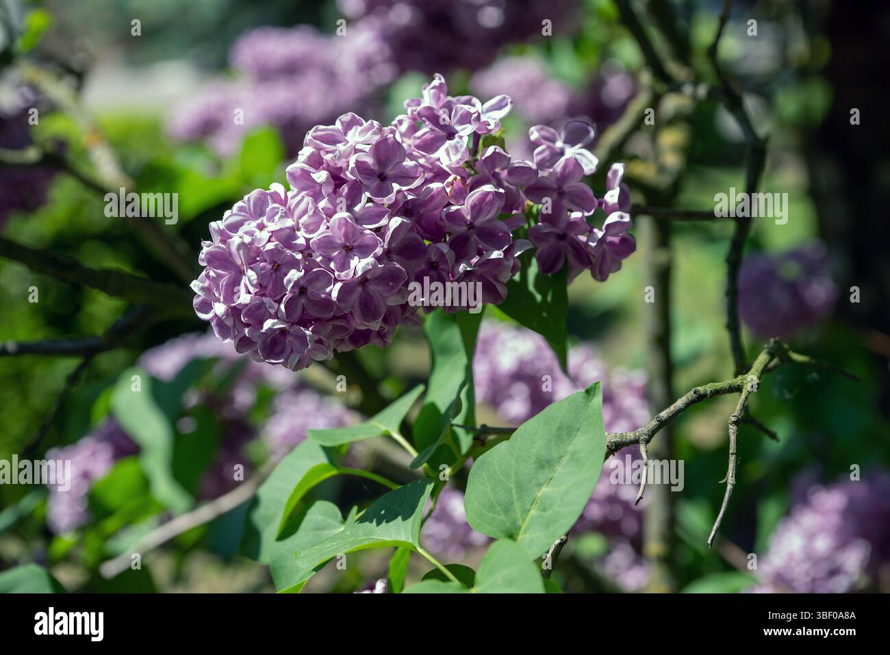 Flor panícula hi-res stock photography and images - Alamy