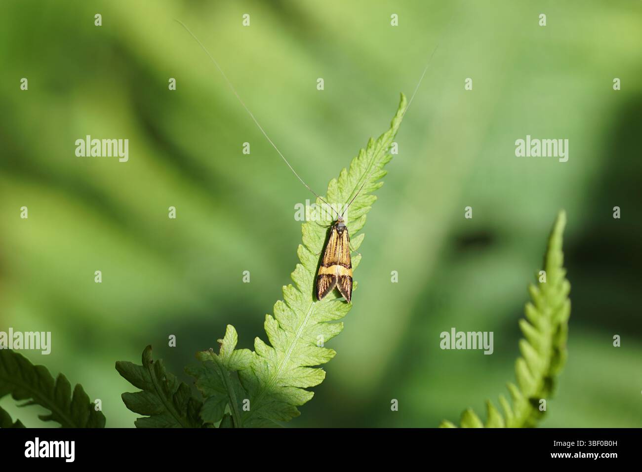 Male longhorn moth, Yellow-barred long-horn (Nemophora degeerella ...