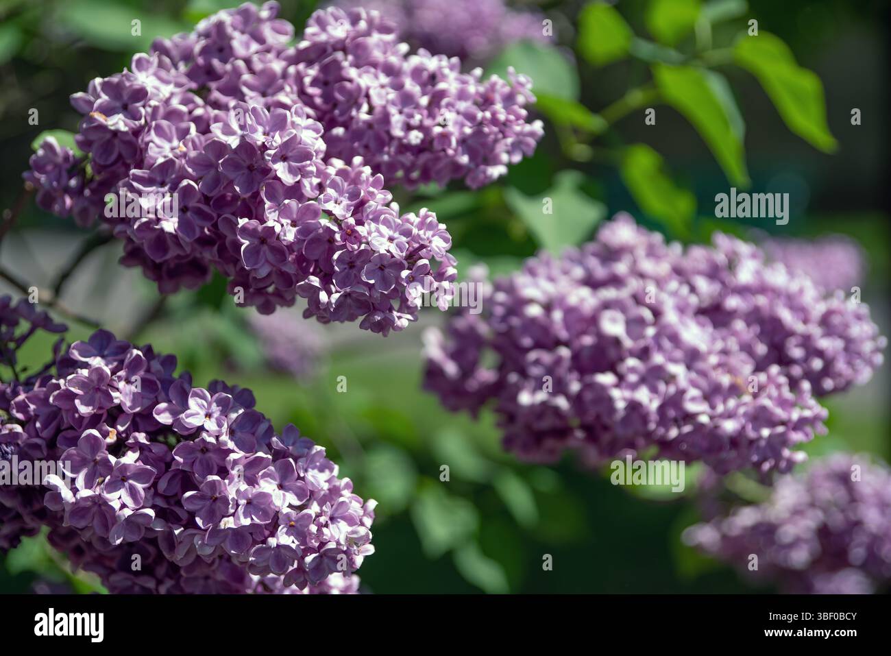 Flor panícula hi-res stock photography and images - Alamy