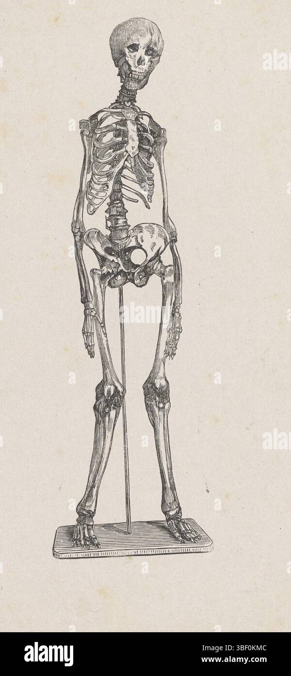 Netherlands, Weissenbruch, Isaac, Human skeleton, Netherlands, print ...