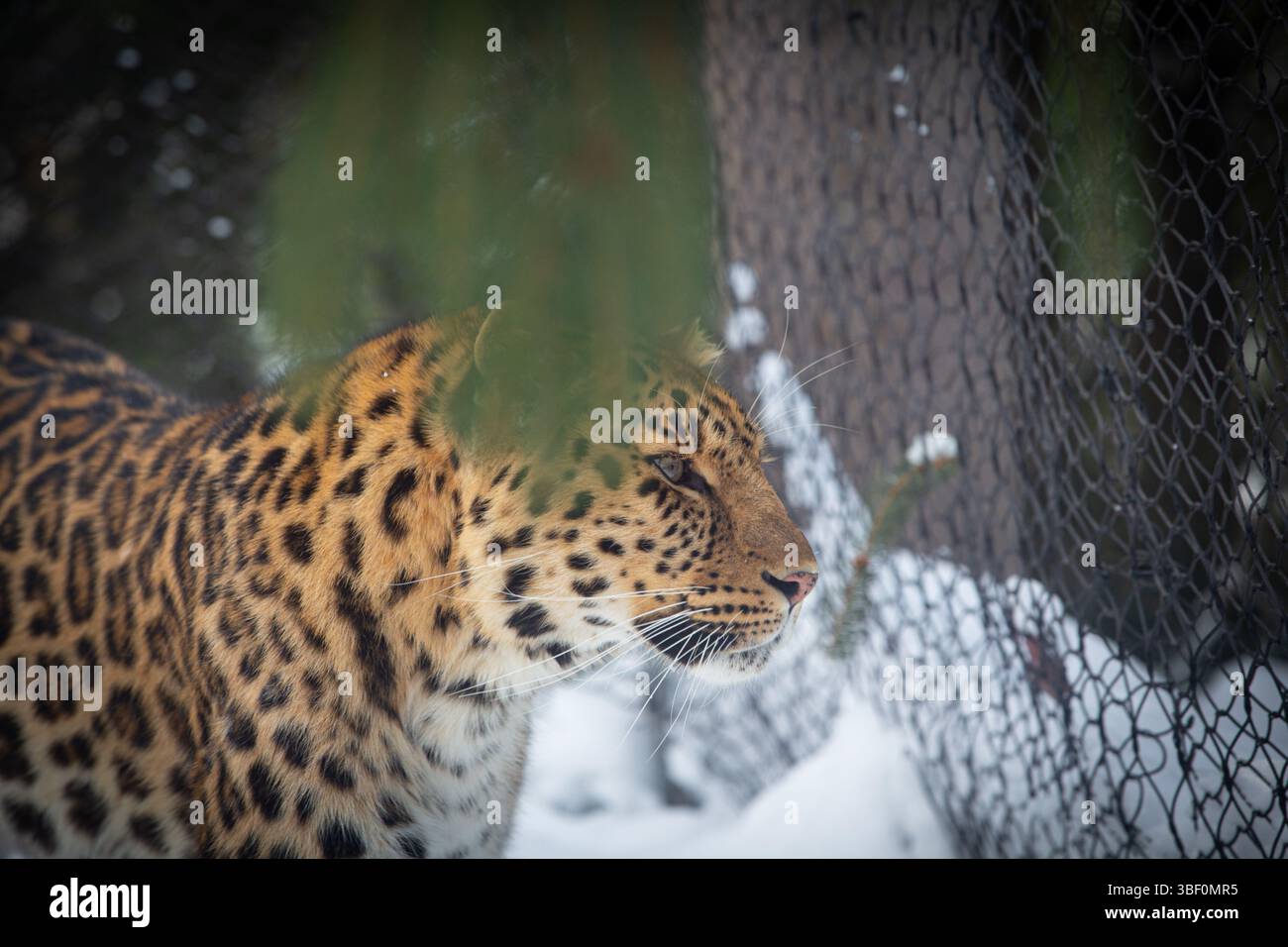 Amur Leopard in Snowy Enclosure Behind Fence – Critically Endangered ...